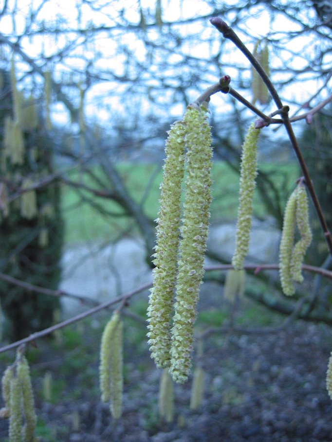 It's one thing to identify deciduous trees in summer, but what about ...