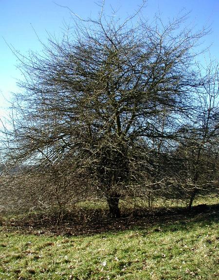 It's one thing to identify deciduous trees in summer, but what about ...