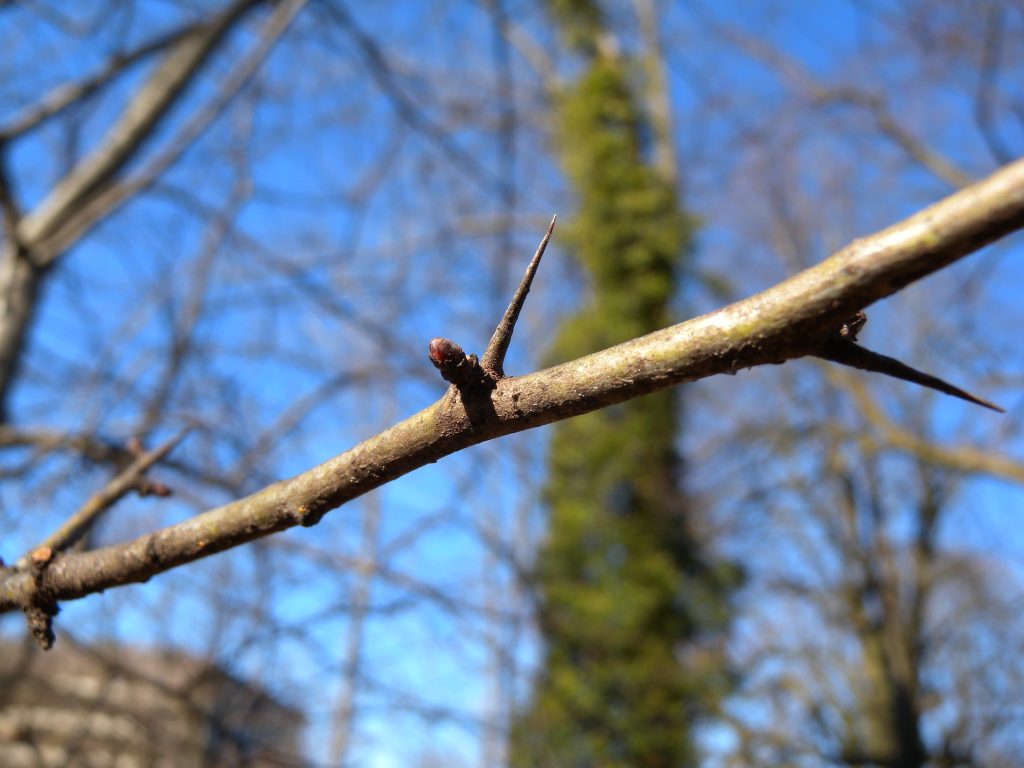 It's one thing to identify deciduous trees in summer, but what about ...