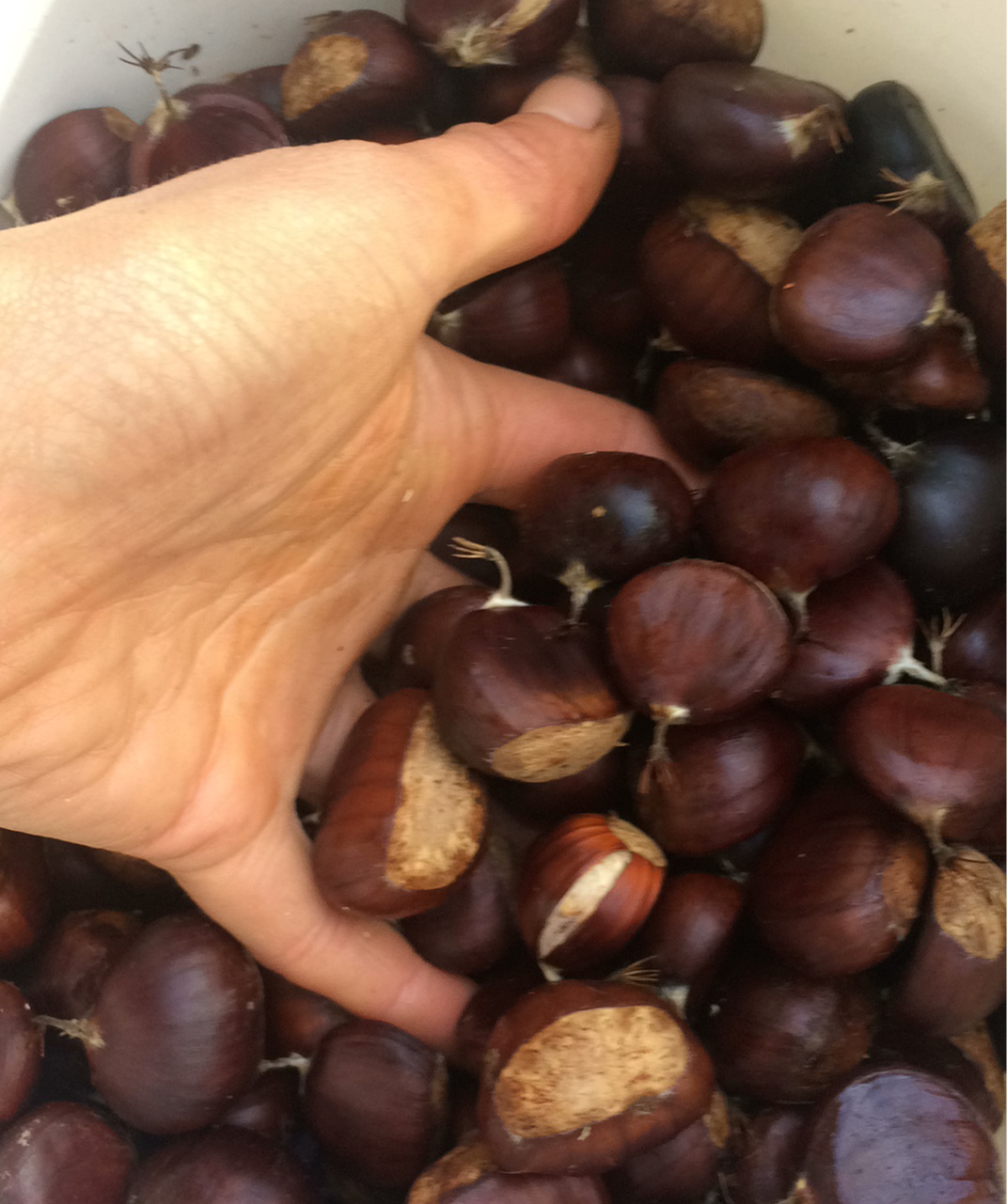 How to gather, store and eat sweet chestnuts with Jessie Watson Brown