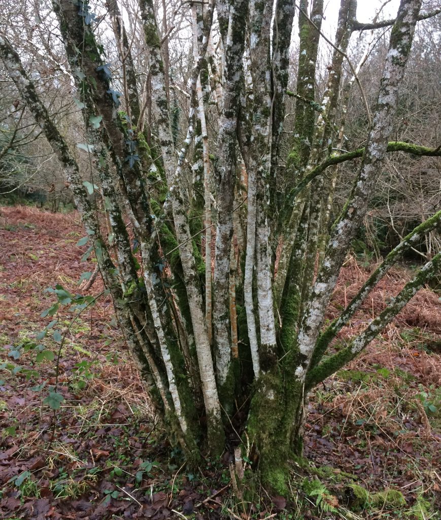 It's one thing to identify deciduous trees in summer, but what about ...