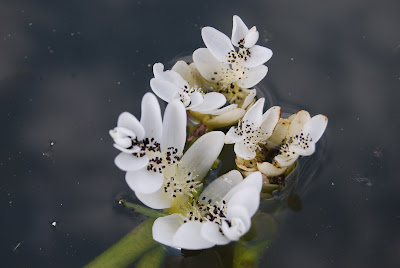 Native British pond plants Lowimpact.org - Encourage the life in your pond