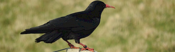 Nature in March – what to look out for - Lowimpact.org