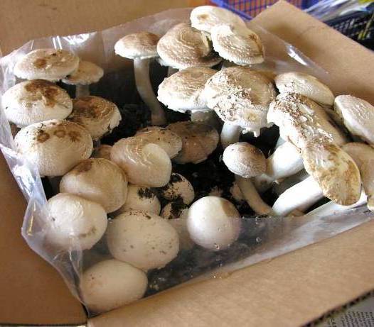 Mushroom cultivation