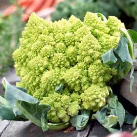 How to grow Romanesco - Lowimpact.org