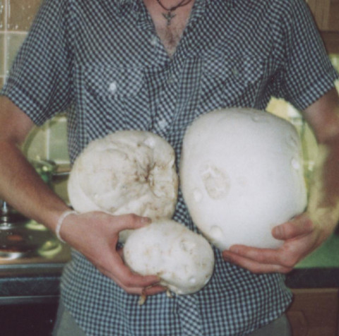 Mushrooms (wild) - Lowimpact.org